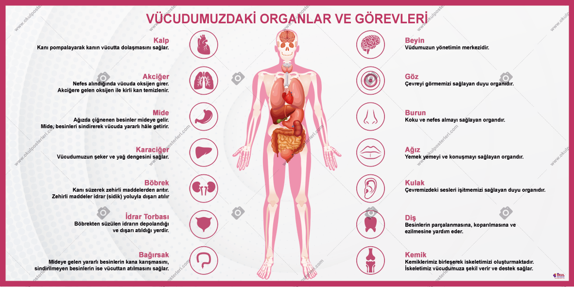 Vücudumuzdaki Sistemler Nelerdir? Özellikleri Ve Görevleri – NUUWI